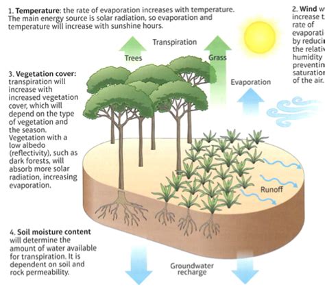 Ground Cover Definition In Geography Ground Cover And Shrubs