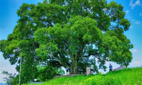 Facts About The Hackberry Tree At Luca Searle Blog