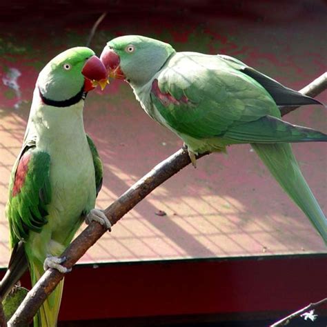 Buy Alexandrine Parrot Adult Pair In Pakistan Taj Birds