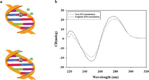 The Interaction Between Dna Tetrahedron And Cisplatin A The