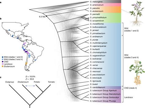 Genome Evolution And Diversity Of Wild And Cultivated Potatoes Substantially Expanded Its