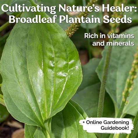 Broadleaf Plantain Medicinal Properties