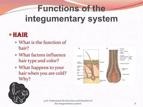 Functions And Disorders Of The Integumentary System PPTX