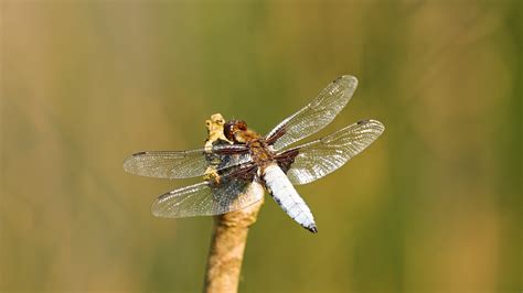 잠자리 곤충 날개 Free Video On Pixabay