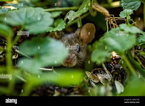 House Mouse Mus Musculus Between Leaves Close Up Lower Austria