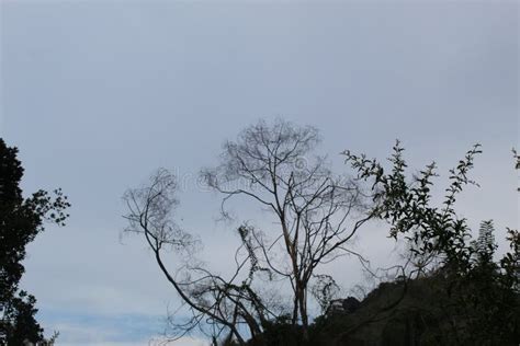 Night Scenery That Shows Broken Branch Tree Stock Photo Image Of Coast Sunset 146093410