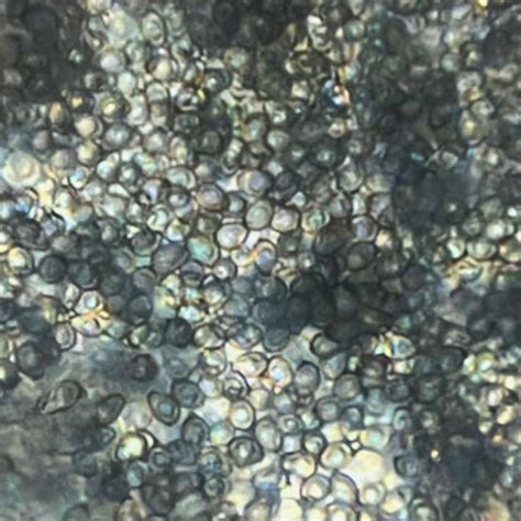 Foldscope Instruments Inc On Linkedin 📣 New Blog Post This Foldscope Explores Blog Is All