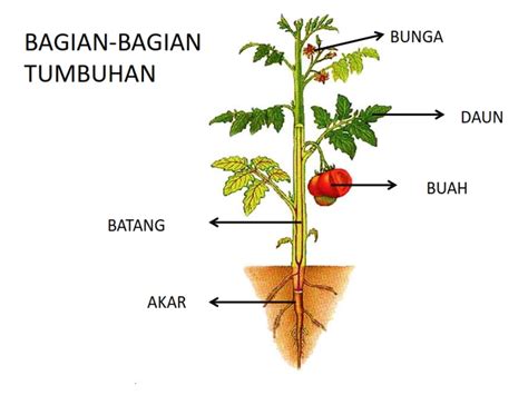 Tumbuhan Bagian Bagian Tumbuhan Dan Fungsinya Porn Sex Picture