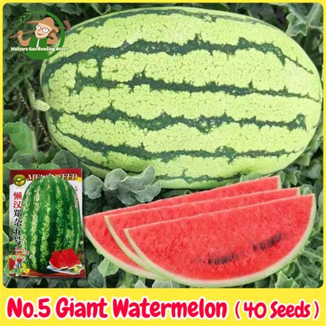 เมล็ดพันธุ์แตงโมยักษ์ เนื้อสีแดง หวานสุดๆ บรรจุ 40เมล็ด No 5 Giant Watermelon Seed Fruit Seeds