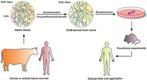 Schematic View Of The Cycle Of Tissue Decellularization And Potential Download Scientific