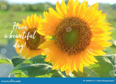 Have A Beautiful Day Card And Morning Greeting Concept With Text