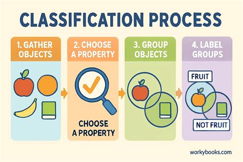 Classification In Math Definition Facts Examples Quiz