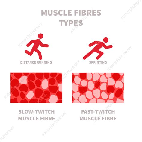 Muscle Fibre Types Illustration Stock Image F038 6162 Science Photo Library