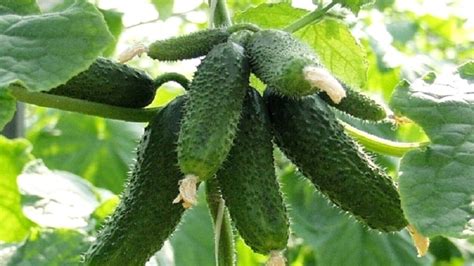 Сорта огурцов для теплицы: самоопыляемые для Урала, какие семена лучше ...