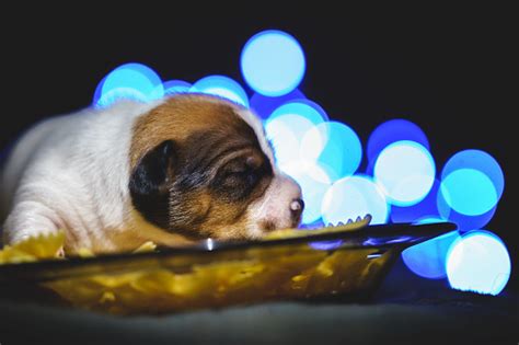 스튜디오 사진 세션에서 몇 일 늙은 개 잭 러셀 테리라 강아지 작은 흰색 개입니다 아름다운 흐릿한 조명 0명에 대한 스톡 사진 및 기타 이미지 Istock