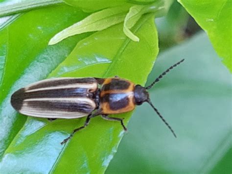 Monocrepidius Abbreviatus · Inaturalist