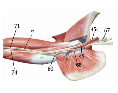 Brachial Plexus Brachium — Printable Worksheet
