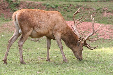 Red Deer European Cervidae Antlers Britannica