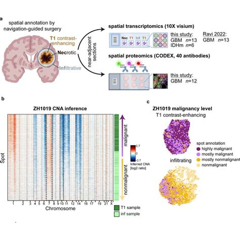 Integrative Spatial Analysis Reveals A Multi Layered Organization Of Tanja Büsgen Phd
