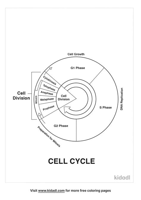 Cell Cycle Coloring Worksheet