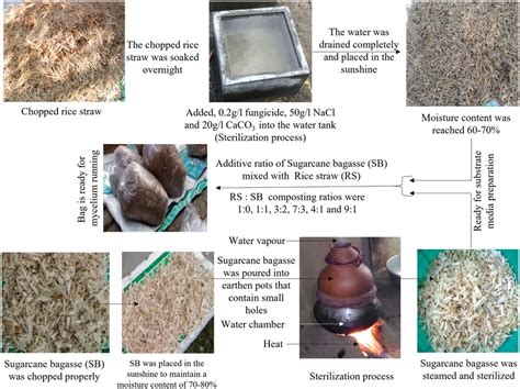 Mushroom Material Substrate Media Preparation Inoculation Incubation Download Scientific