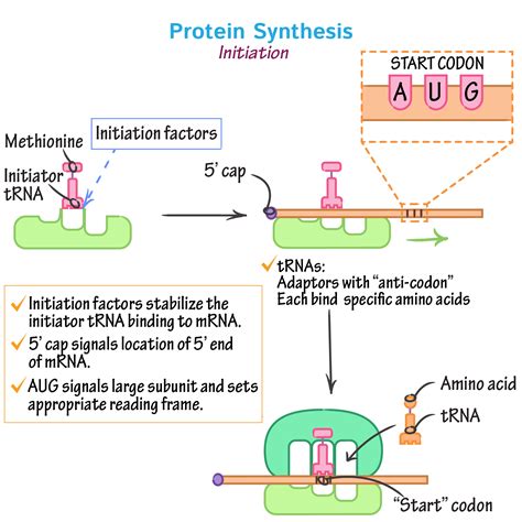 Cell Biology Glossary Translation Protein Synthesis Ditki Medical