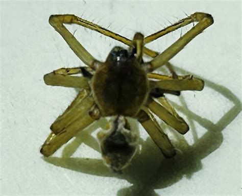 Translucent Spider Bugguide Net