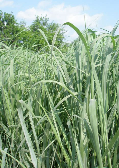 Switchgrass Native American Seed