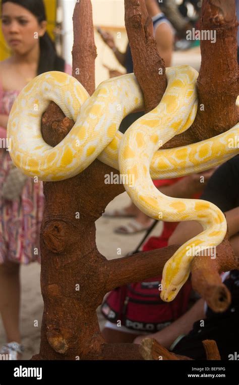 Burmese Python Python Molurus Bivittatus Stock Photo Alamy