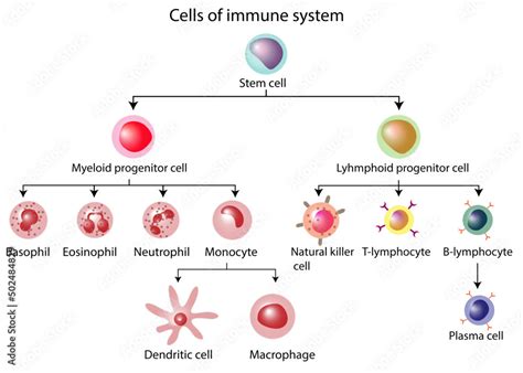 Cells Of The Innate And Adaptive Immune System Hematopoiesis Cell Type