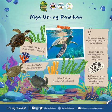 Sa Nalalapit Na Pawikan Festival Behold Bataan