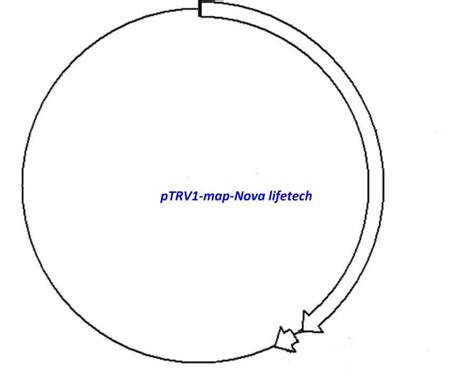 Ptrv1 Plasmidptrv1ptrv1 Plasmidptrv1 Sequenceptrv1 Map