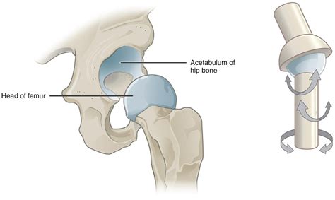 Is A Ball And Socket Joint A Uniaxial Joint Because Motion Is Limited