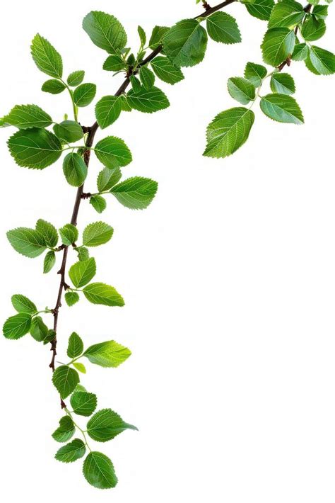 Tree Branch Green Leaf Border Free Photo Rawpixel