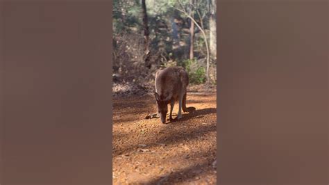 설마 개미먹니🇦🇺🦘🐜 Youtube