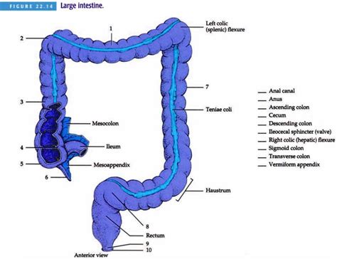 Figure 22 14 Large Intestine Figure 22 14 Large Intestine Left Colic