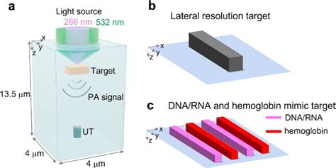 Figure 3 From Dual Wavelength Uv Visible Metalens For Multispectral Photoacoustic Microscopy A