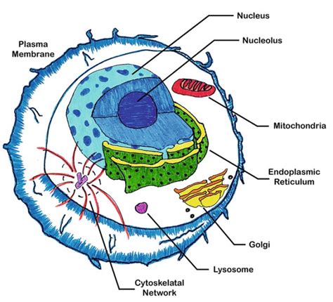 Probes For Fluorescent Visualization Of Specific Cellular Organelles Protocol Creative Diagnostics