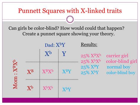 X Linked Punnett Square