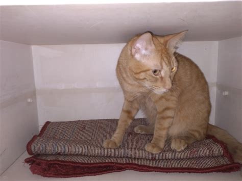 Vcs Conhecem Meus Pais Mariana Feliciano Quizur