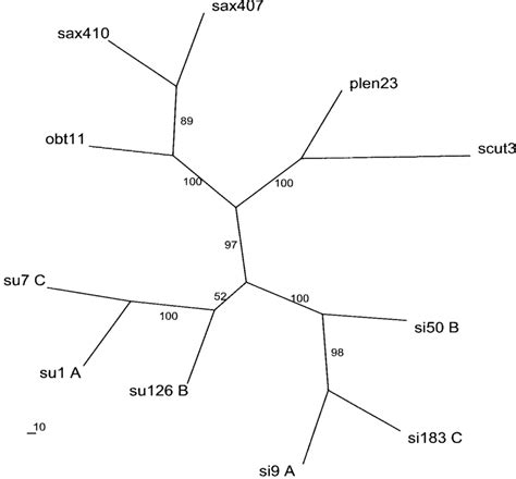 Unrooted Tree Obtained By Maximum Parsimony Analysis As Implemented By