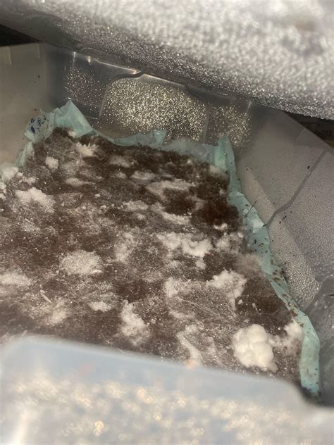 I See Mycelium But Do I Also See Cobweb Mold Or Is It Just 2 Types Of Mycelium R Contamfam