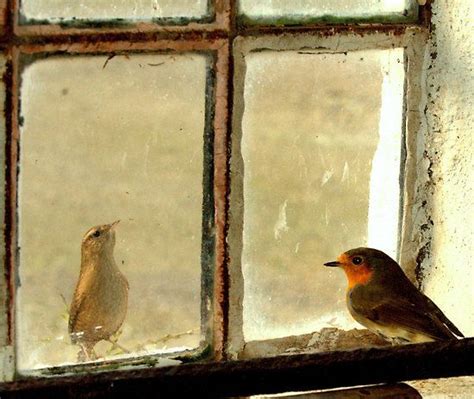 On The Inside Looking Out By Alan Mattison Ipa Beautiful Birds Birds