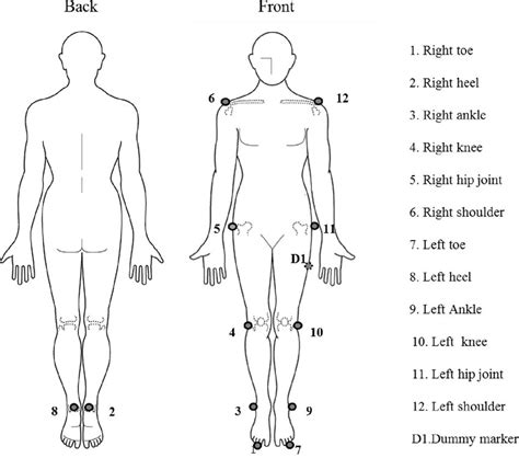 Reflection Marker Position Download Scientific Diagram