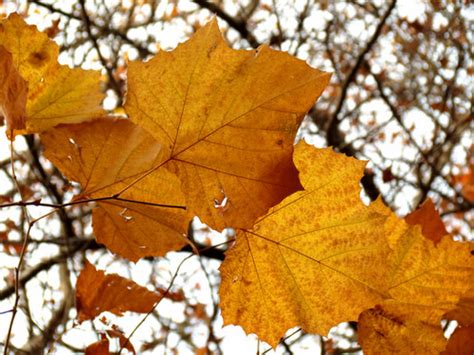 Platanus Occidentalis American Sycamore Blue Stem Natives