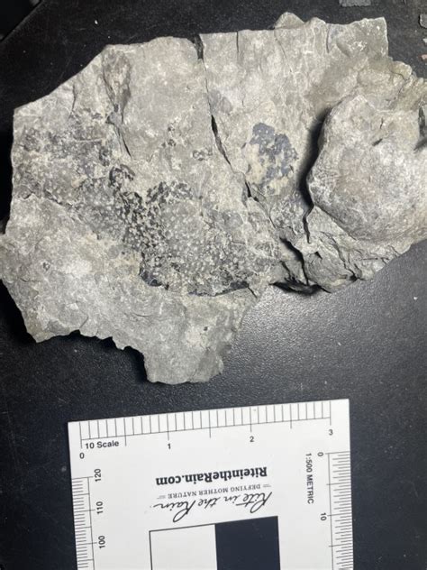 My Megalograptus Specimens Member Collections The Fossil Forum