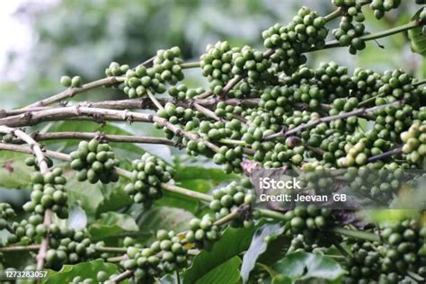 자연 배경에 가지에 잘 익지 않은 커피 콩의 무리와 로부스타 커피 공장 Robusta Coffee Crop에 대한 스톡 사진 및 기타 이미지 Robusta