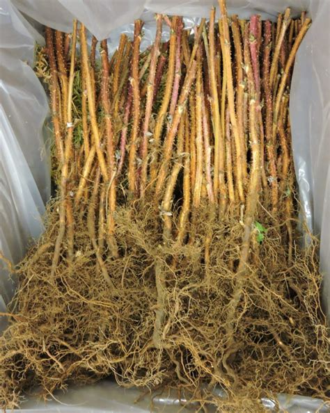 Raspberry Canes Keddy Nursery