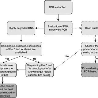 A Simple Strategy For Improving Bird Sexing From Highly Degraded DNA Samples Request PDF