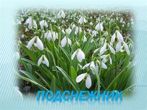 Подснежник - презентация онлайн